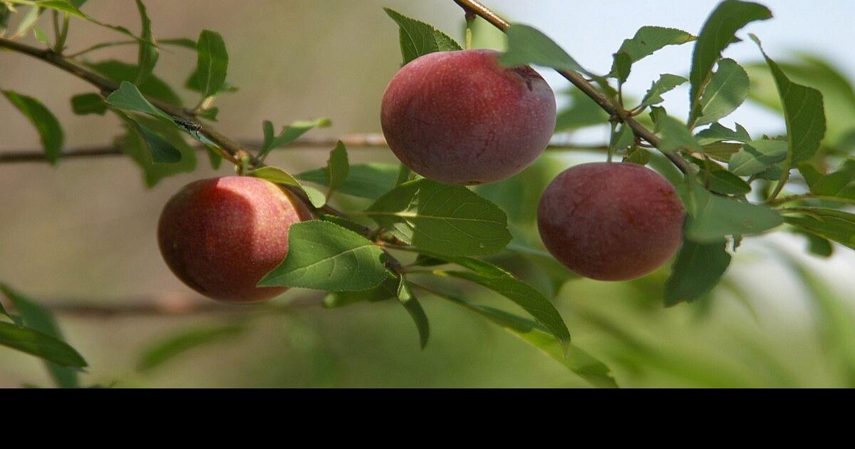 Skip Richter column: Fruitful endeavors in your garden