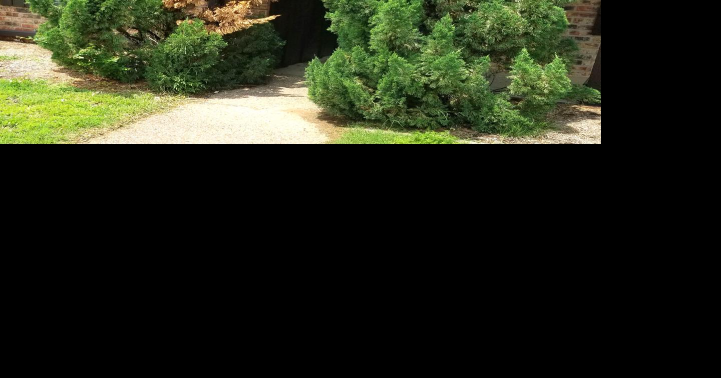 Neil Sperry column: Several juniper species susceptible to fungal twig ...