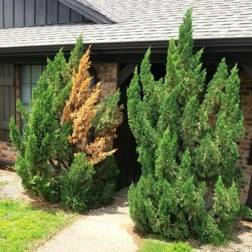Neil Sperry column: Several juniper species susceptible to fungal twig ...