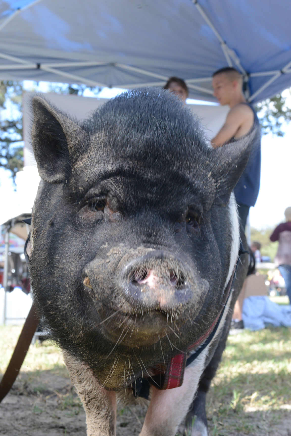 Kiss-the-pig fundraiser to help breast cancer research | Local News ...