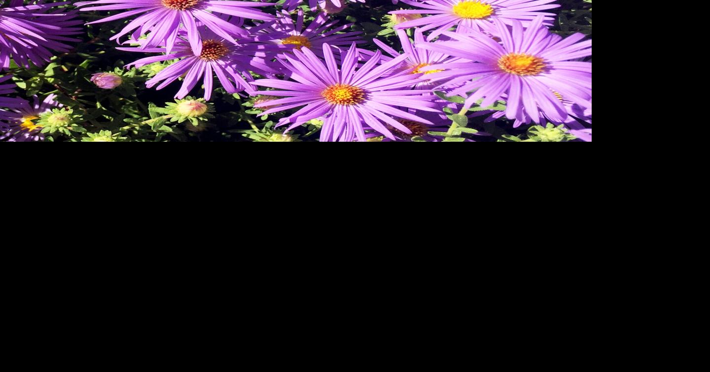Neil Sperry column: Fall asters bring excitement to their surroundings