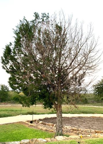 Cedar bark beetles are after your redcedar trees