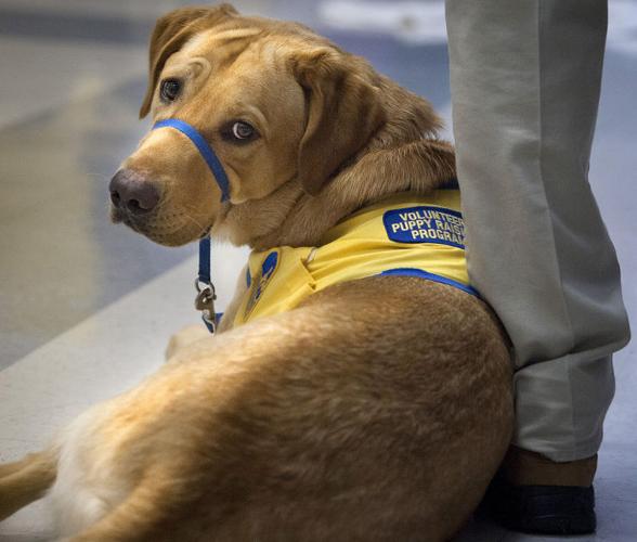 Companions in training: Program allows inmates to teach service dogs