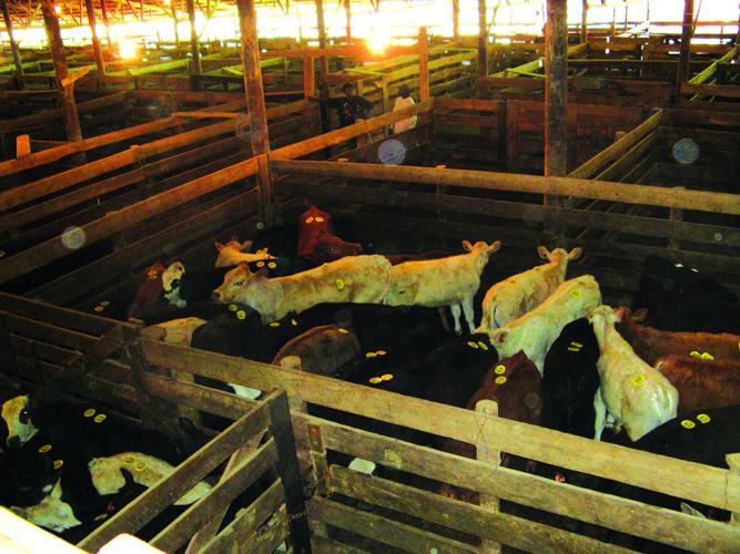 Safety first: Biosecurity is important for a beef cattle operation