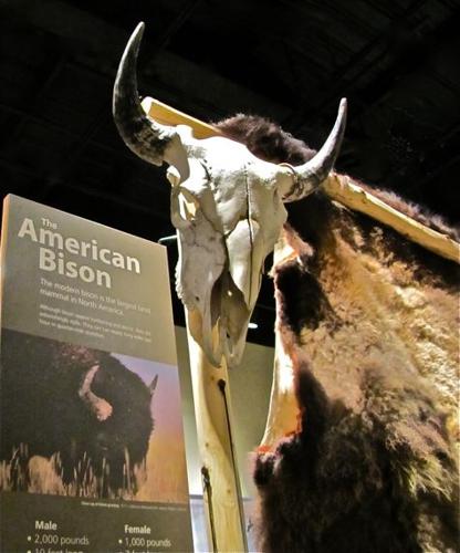 The Bison: American Icon