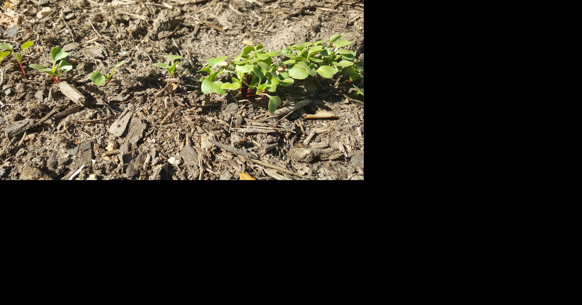 SKIP RICHTER: Tips for Seed Starting Success