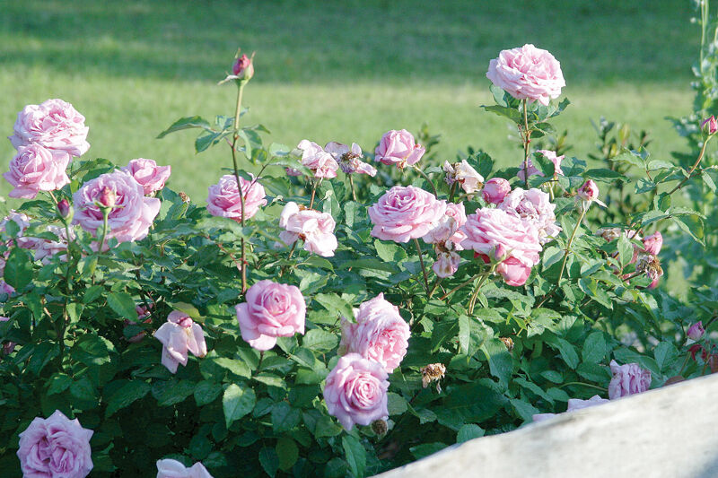 SKIP RICHTER: Start fall planting off right by beginning now