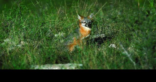 Beware of rabies in wildlife