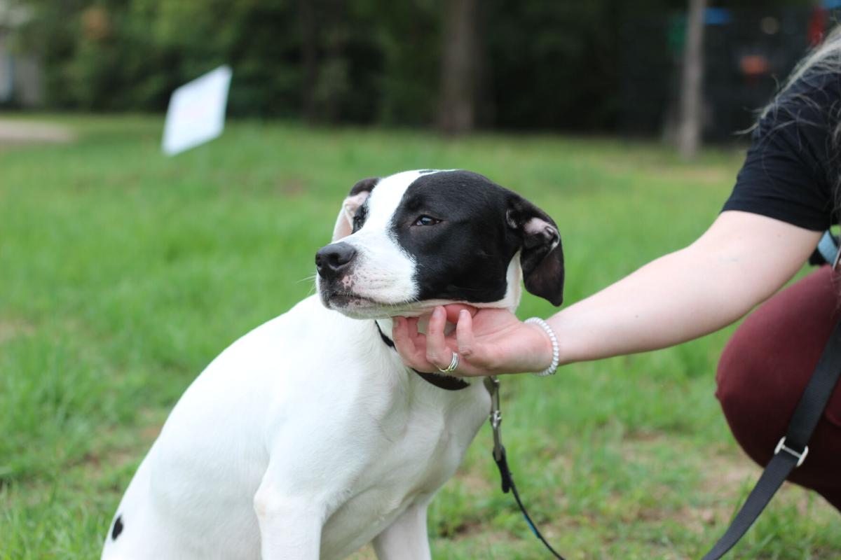 Pet of the Week: General Tso