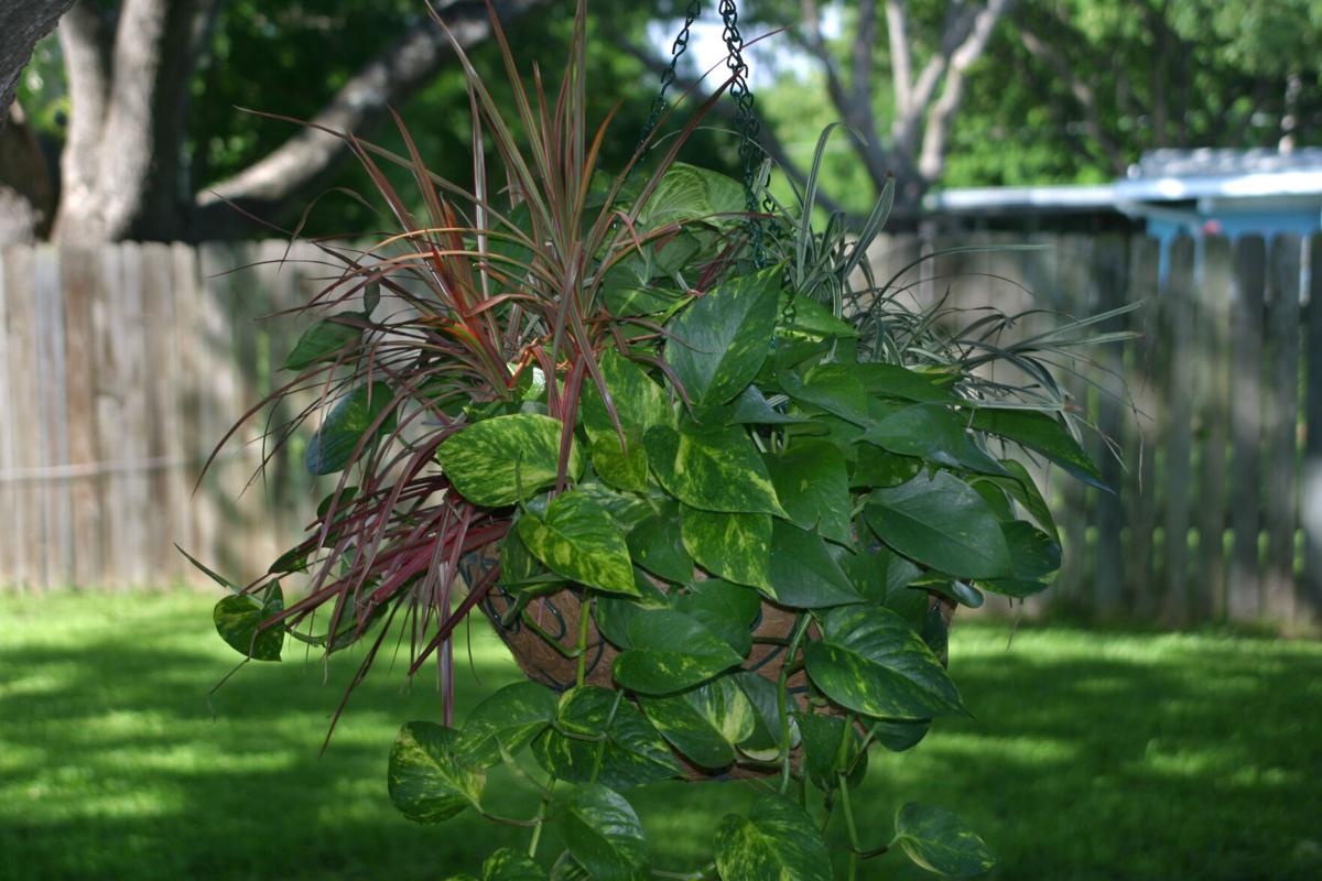 Skip Richter column: Timely tips for weekend gardening