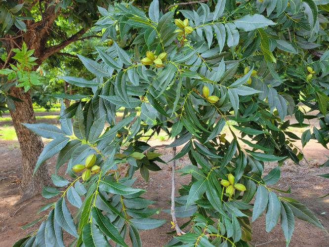 Stephen Brueggerhoff: You can, I can, we all can grow pecan trees