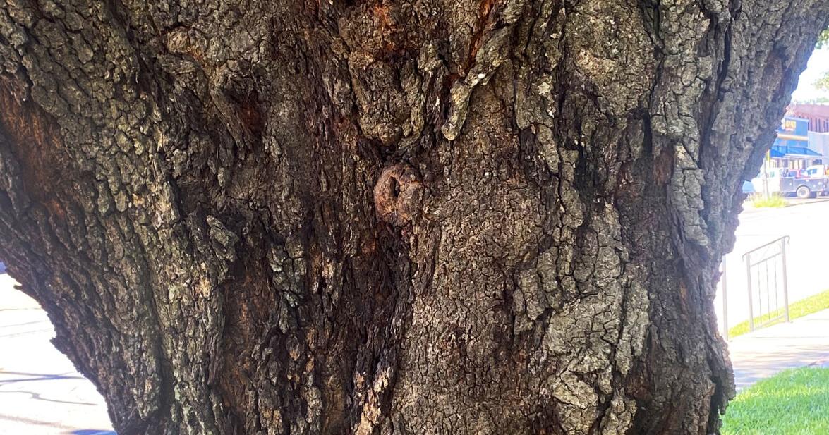 Neil Sperry column: Oak tree losing its bark due to cold or fungal disease