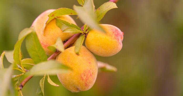 Peach breeding program adds varieties for growers and consumers