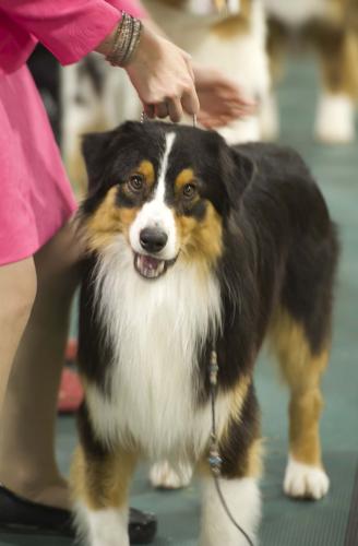 Australian shepherds shine in Bryan show