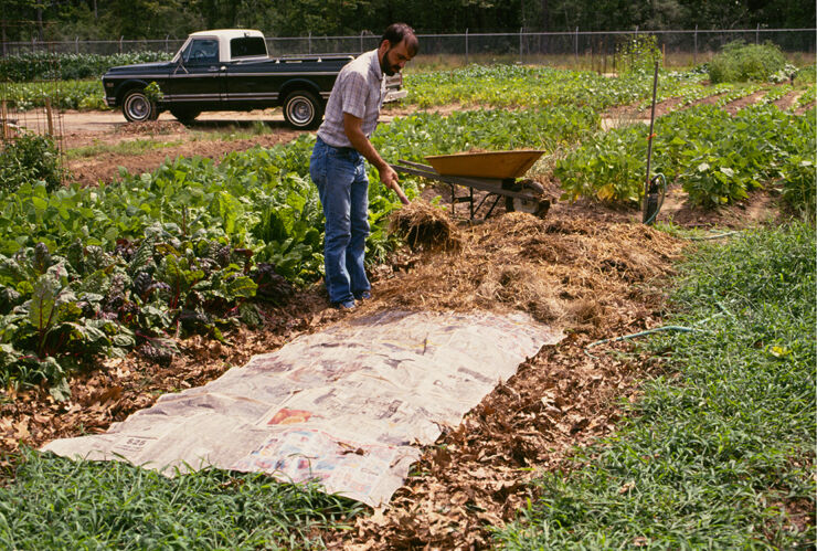 SKIP RICHTER: Reclaiming a weed-riddled garden in summer