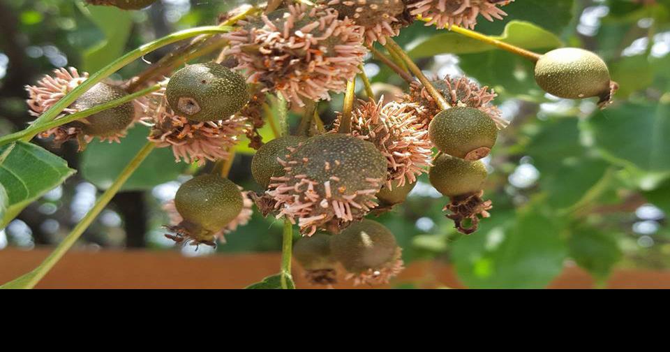 Plant cedars away from pears, quince to avoid cedar-pear rust