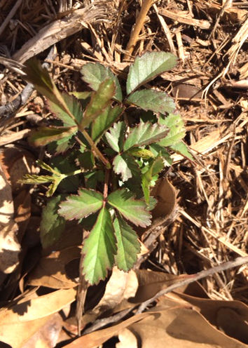 Some oak tree pests are more harmful than others