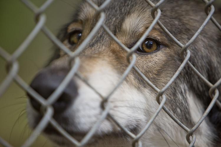 Sanctuary provides home for abandoned wolves; visitors welcome this ...