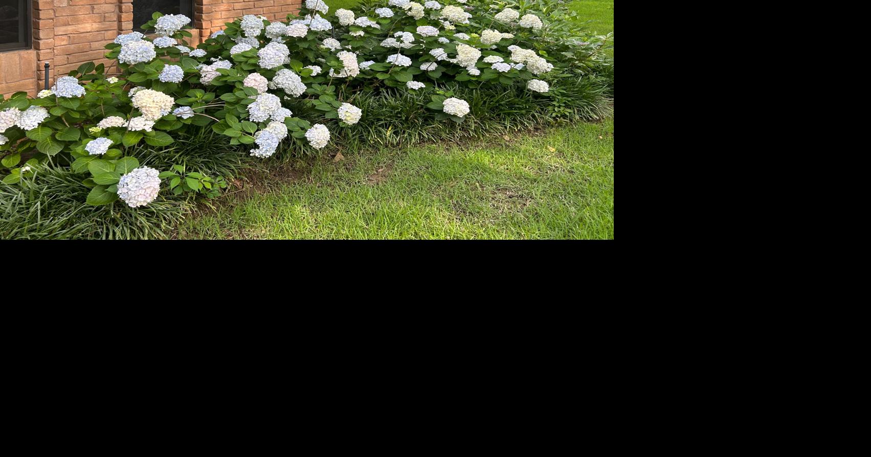 Neil Sperry talks borers, hydrangeas, crape myrtles, scald