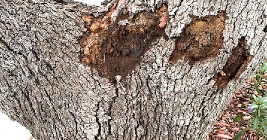 Certified arborist can distinguish canker, fungus in oaks