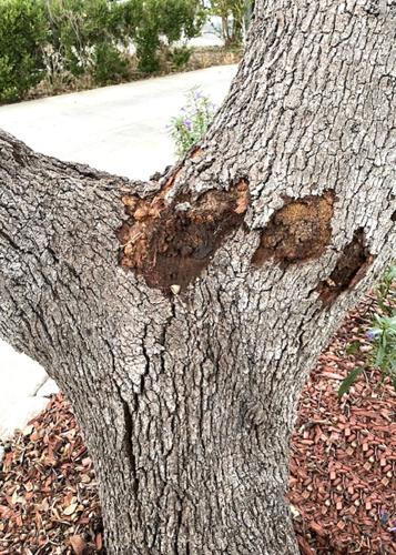 Certified arborist can distinguish canker, fungus in oaks