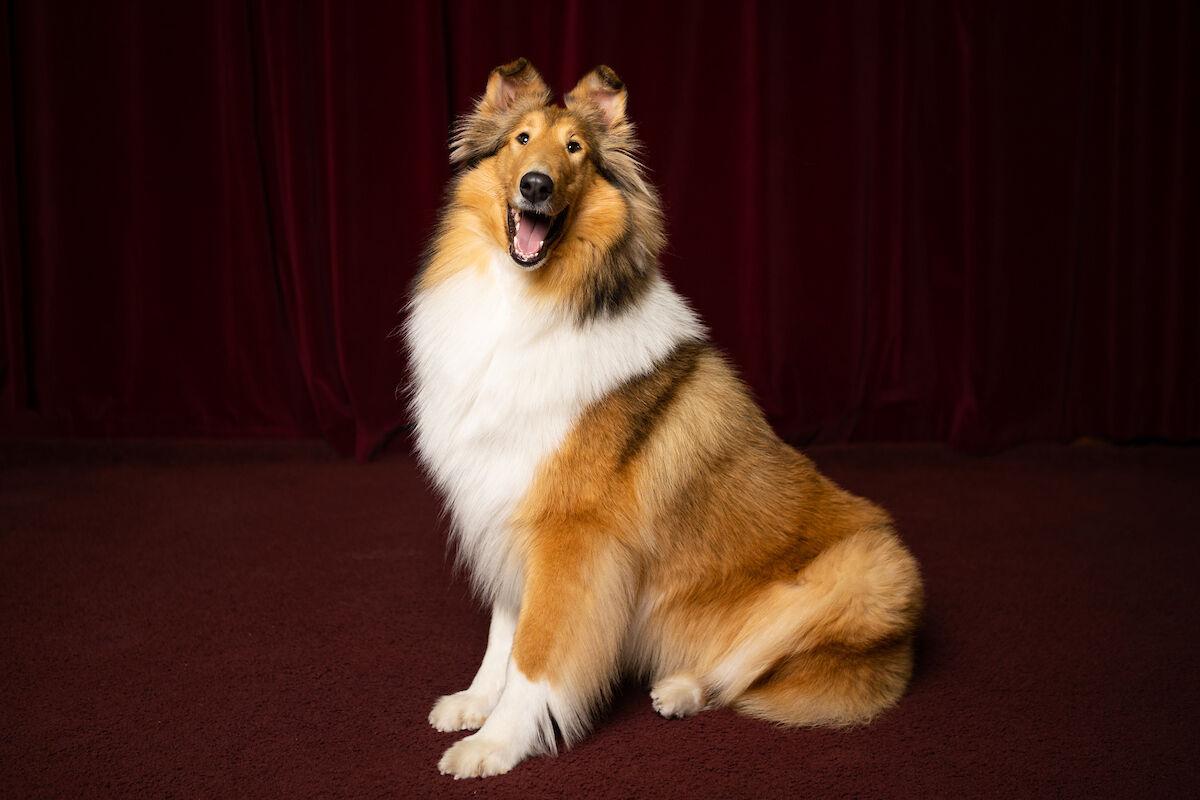 Texas A&M welcomes Reveille X to campus | Latest Headlines | theeagle.com