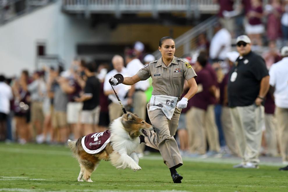 Texas A&M welcomes Reveille X to campus | Latest Headlines | theeagle.com
