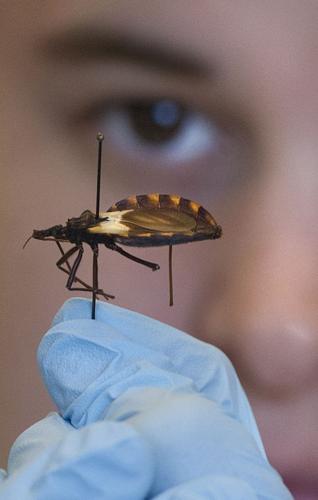 'Kissing bugs' spread deadly disease