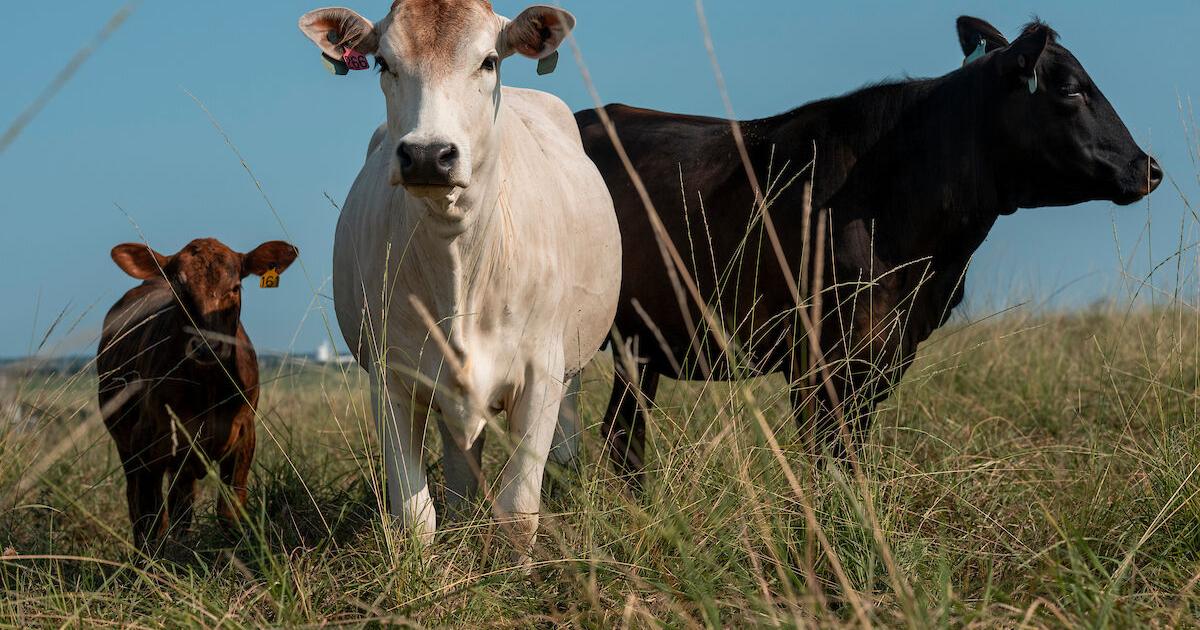 Texas A&M AgriLife builds beef cattle efficiency through producer education