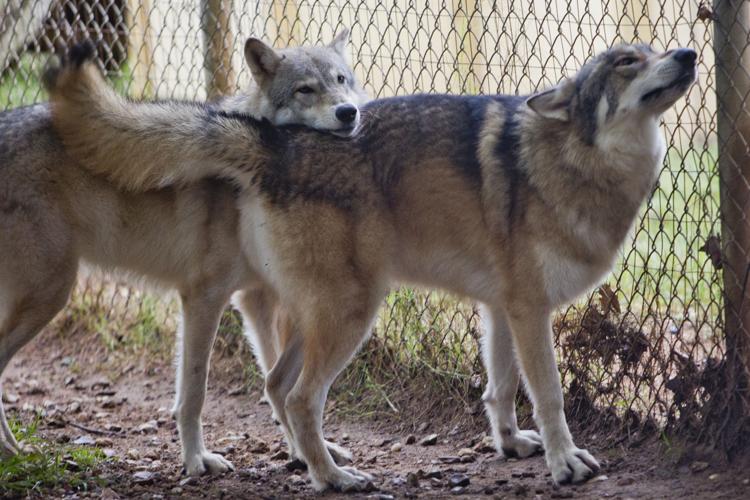 Sanctuary provides home for abandoned wolves; visitors welcome this ...