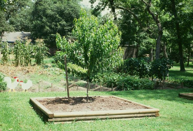 Skip Richter column: Fruitful endeavors in your garden