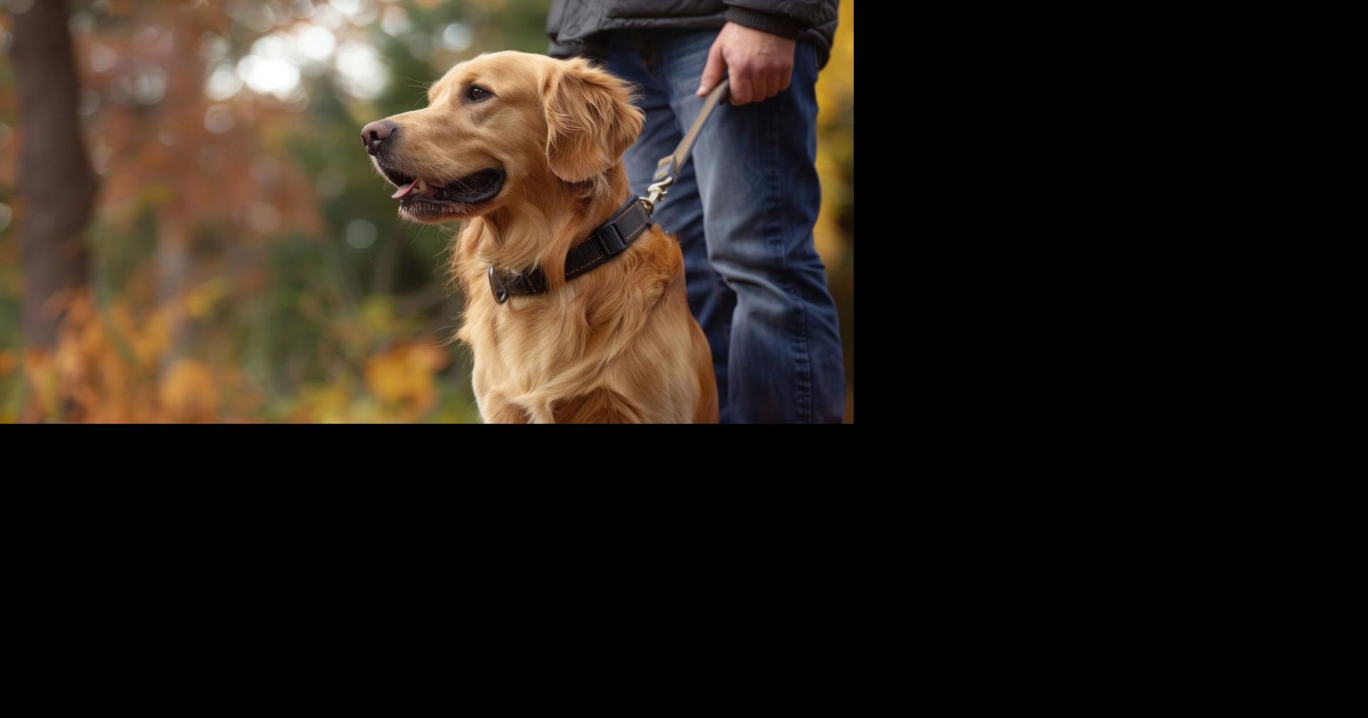 LIFE-my-pet-world-DMT