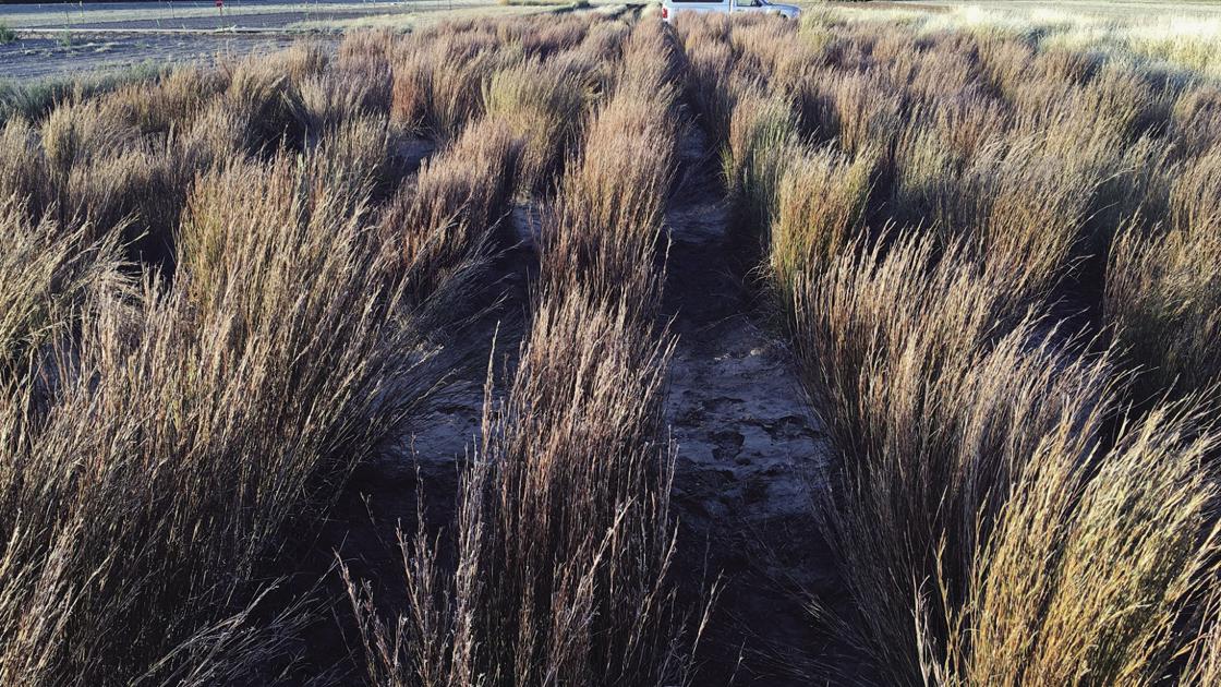 Native Texas Grasses Native Grass Seed A Guide To Native Grasses And The Uses Spread
