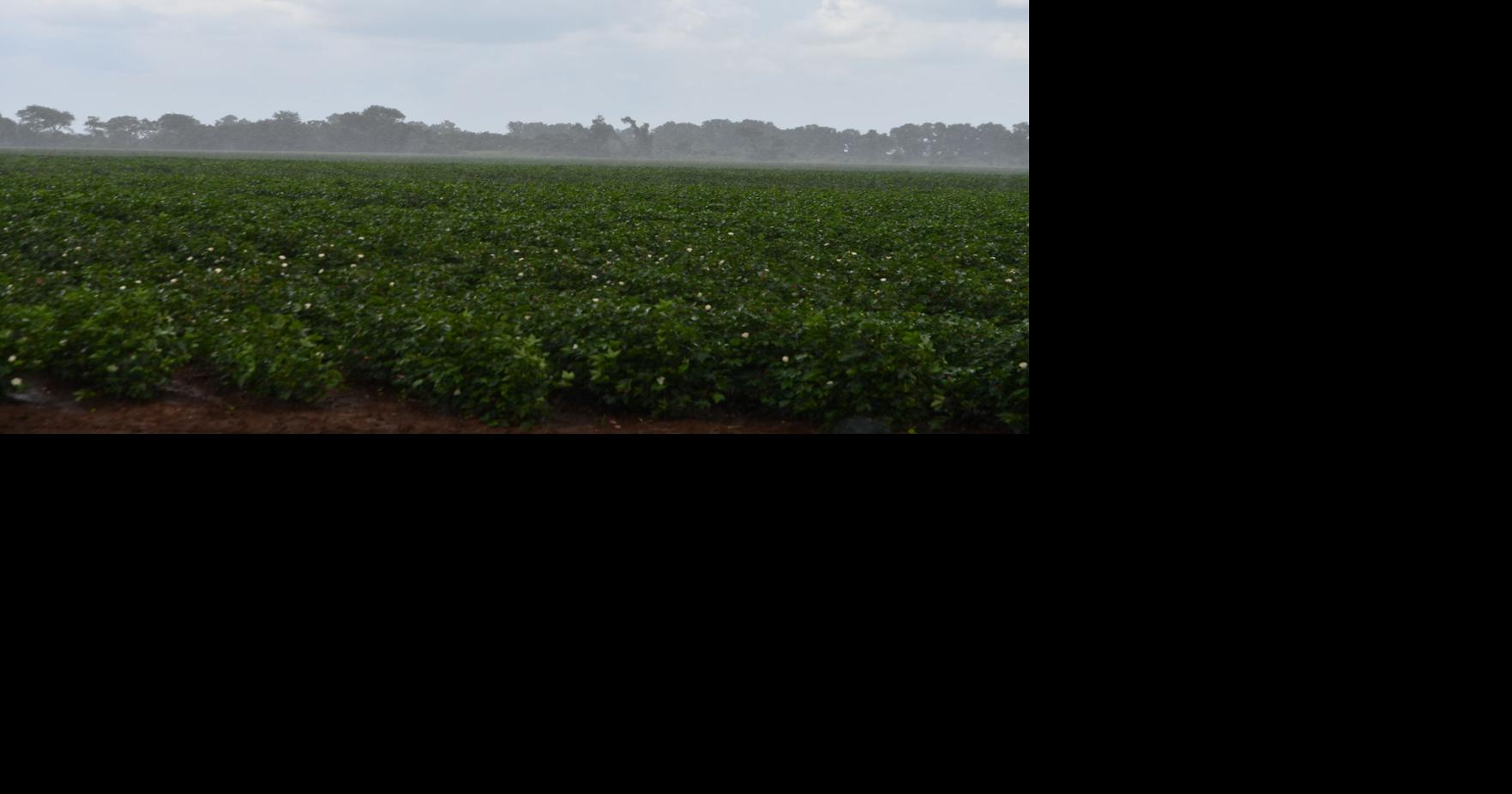 Texas Crop and Weather Report for Oct. 11