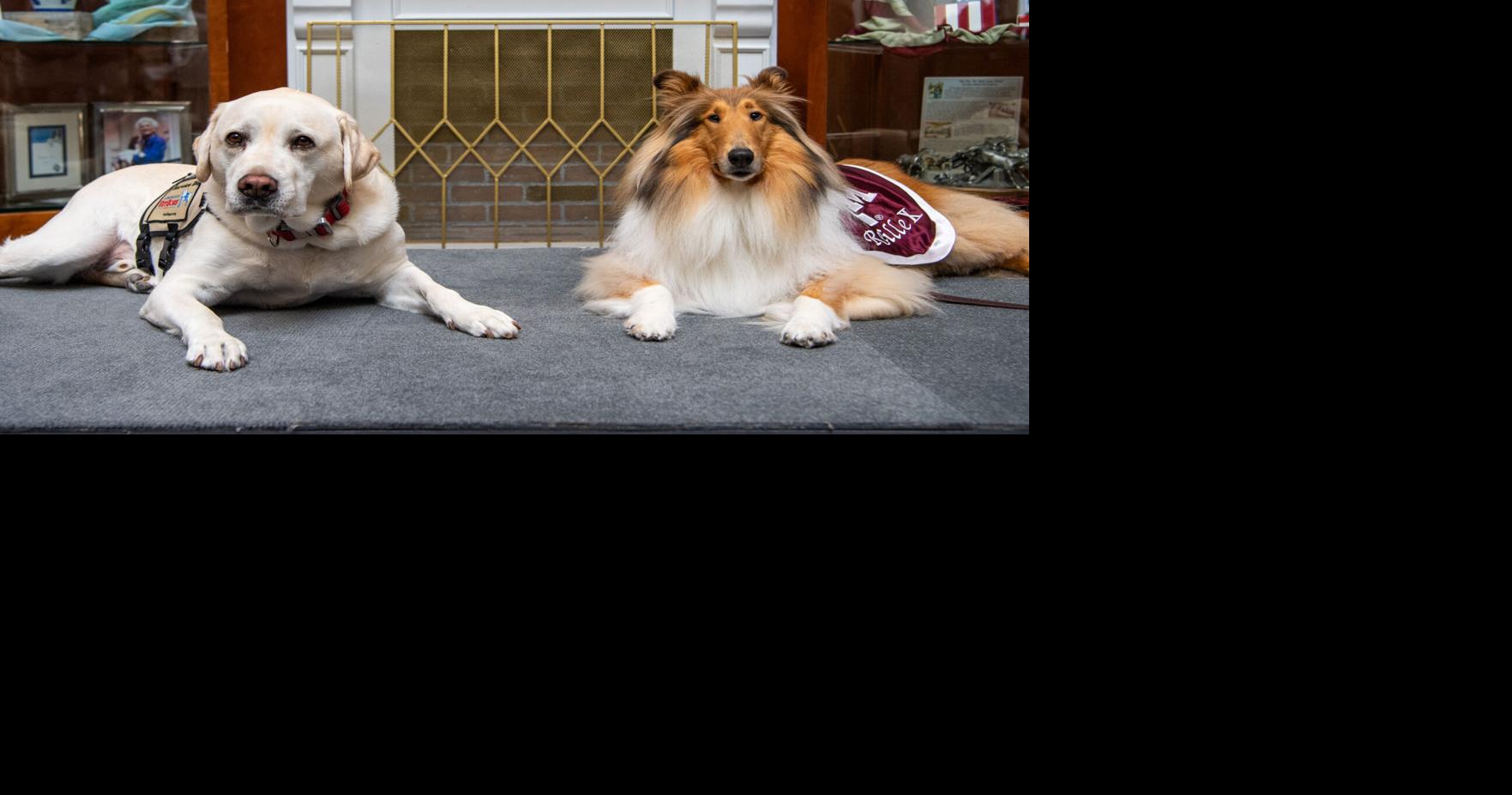 41@100 birthday cake celebration with Reveille and Sully