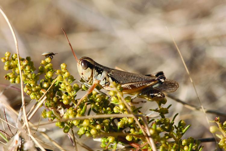 Hoppin' mad: Grasshoppers and the destruction of forage