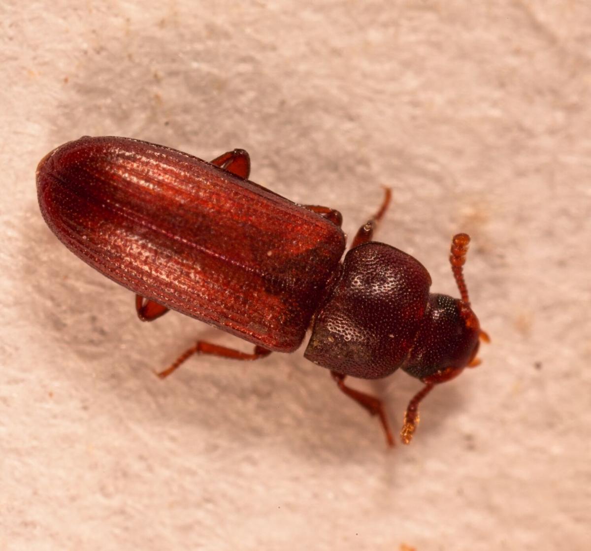 Q&A: Tackling the red flour beetle
