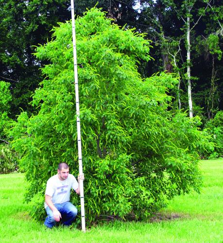 Foreign invasion: Chinese tallow is just another problem weed