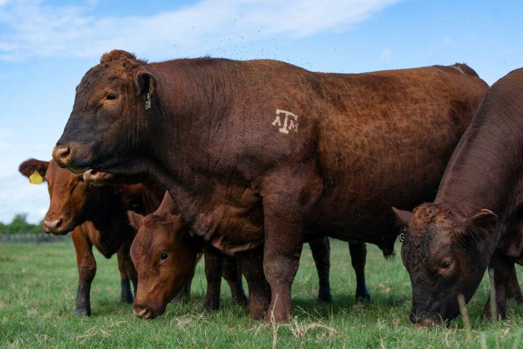 Determining how male behaviors, environment affect offspring in livestock