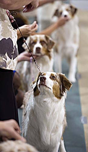 Australian shepherds shine in Bryan show