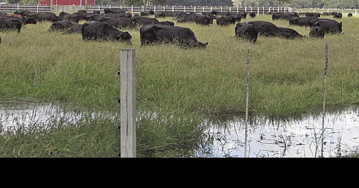 Foot rot: Prevention and treatment, but prevention is best