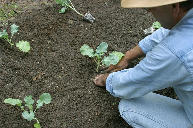 Skip Richter column: Timely transition tips as summer gardening turns ...