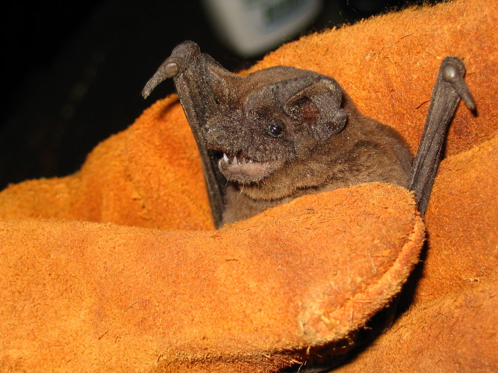Bats evicted from Kyle Field find homes across the street