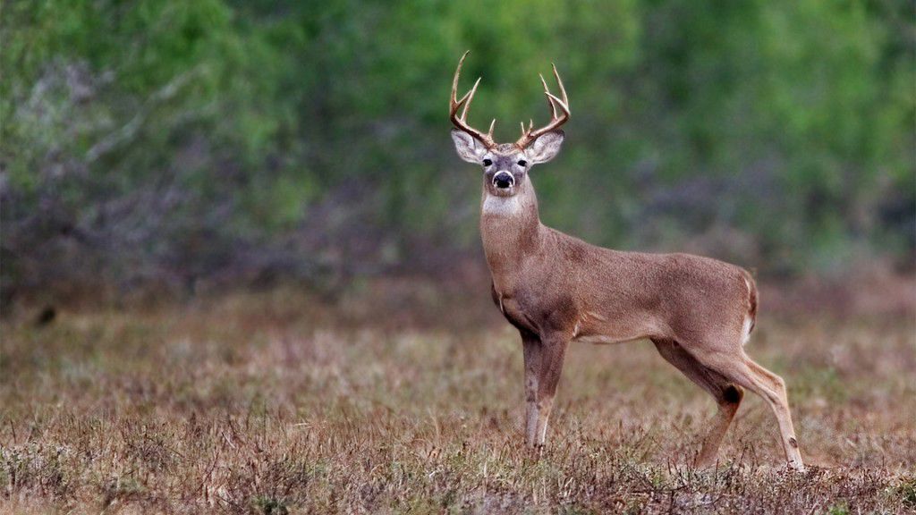 Texas game animal populations suggest a favorable 2019 hunting season