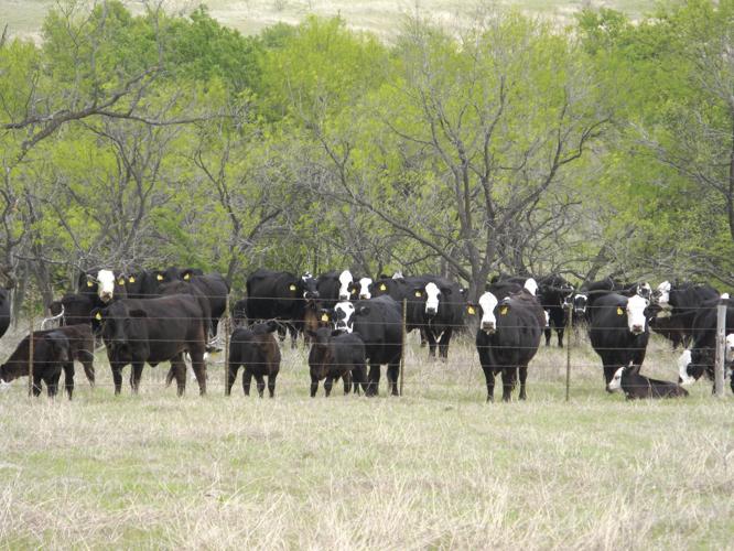 Keeping your cattle healthy: Development of a herd-health plan
