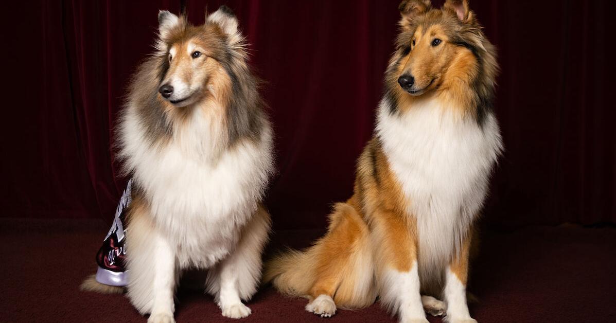 Mascot misfortunes befall Texas A&M