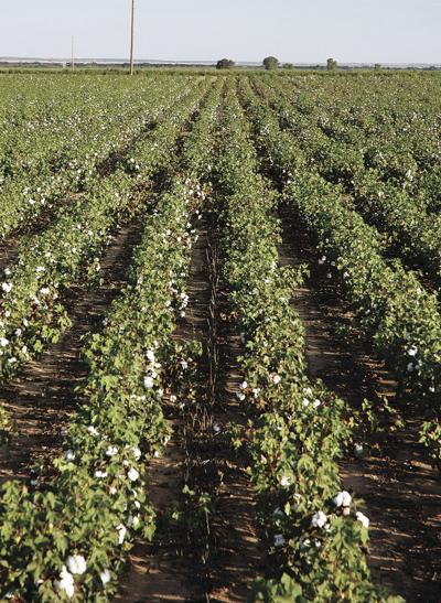 Genetic engineered crops OK