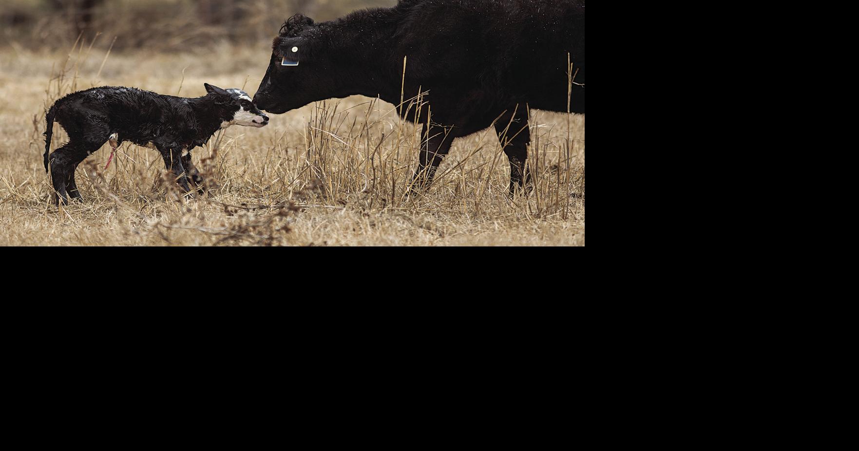 Consider the economics of spring vs. fall calving season