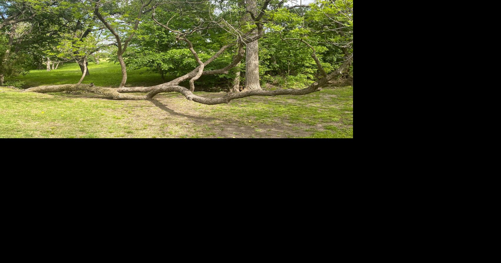 Neil Sperry column: No sure way to save trees toppled by root damage
