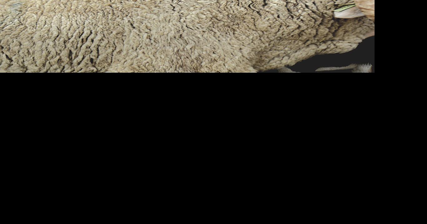 One of the world's largest sheep and goat educational events is set for ...
